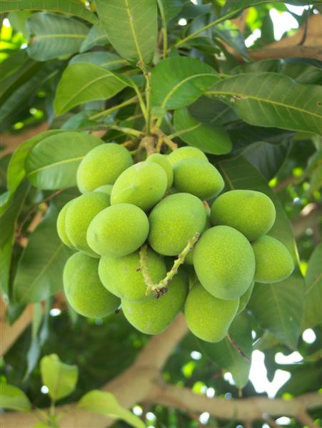 Nutrisi Life dan PhD: Sambal putik pauh ikan...( Sambal mangga ikan)