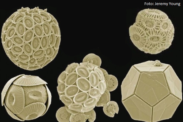 TARA EXPEDITIONS em português: Cocolitóforos
