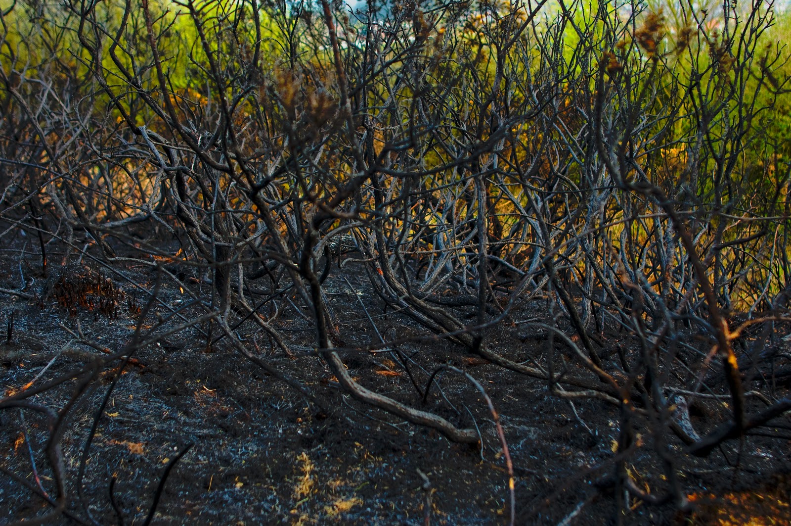 Neil Derrett Photography: Burnt Out - Alien