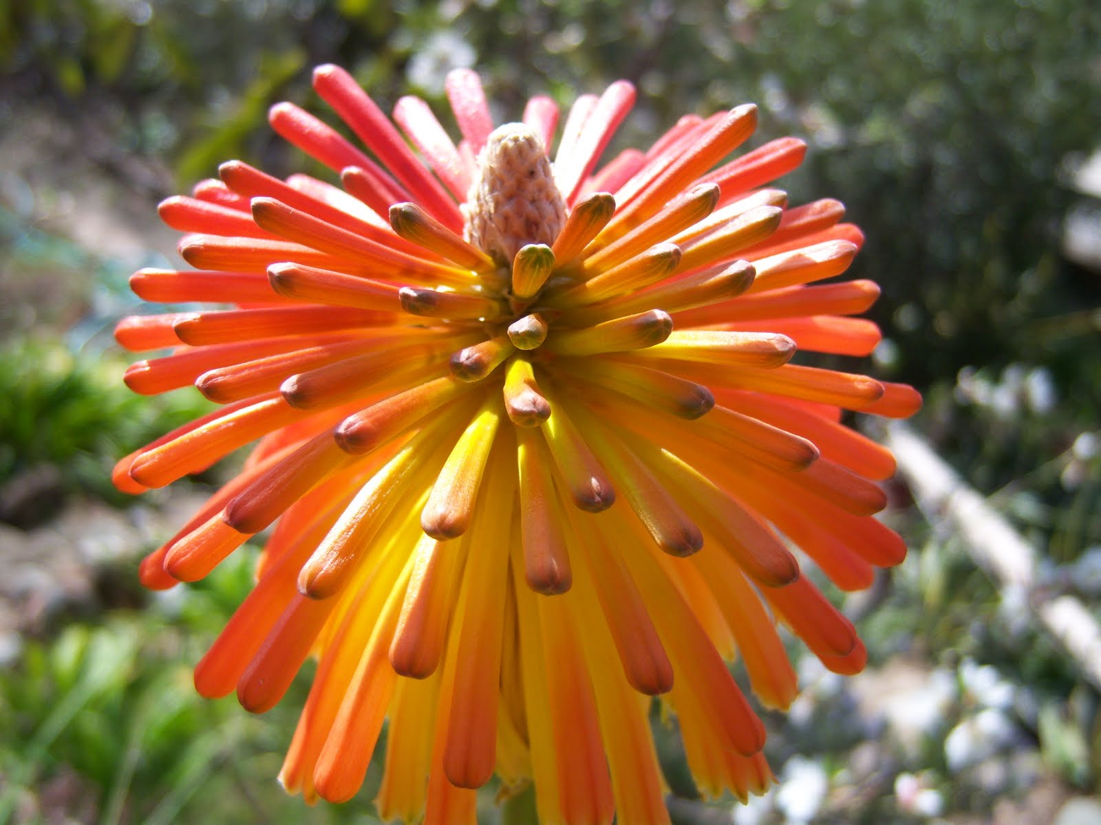 TRITOMA - BOTÀNIC SERRAT