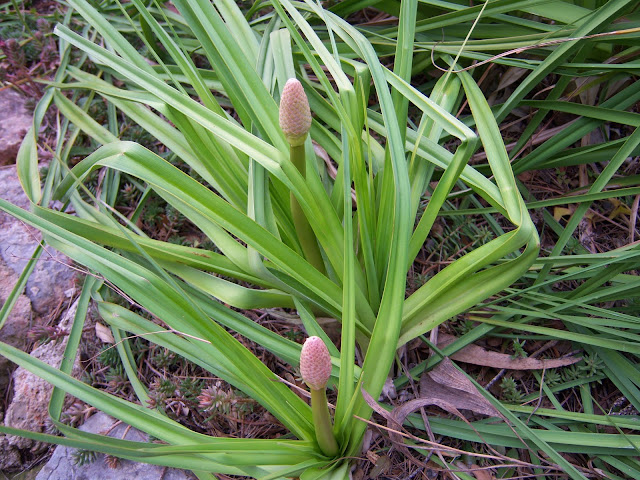 TRITOMA - BOTÀNIC SERRAT