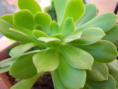 ROSA VERDE - BOTÀNIC SERRAT