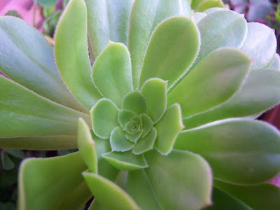 ROSA VERDE - BOTÀNIC SERRAT