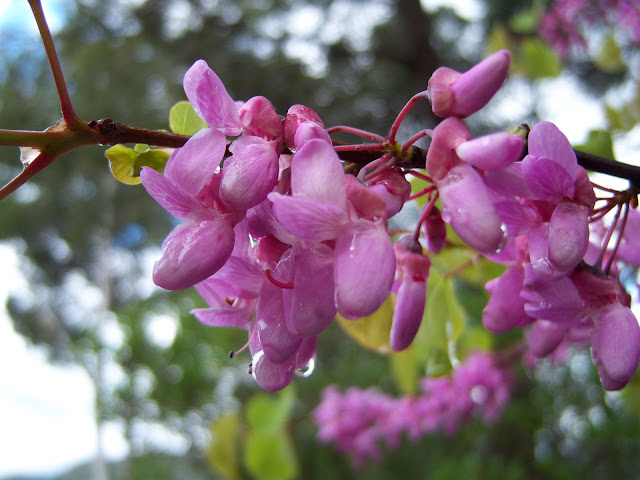 Flor del ARBOL DEL AMOR - BOTÀNIC SERRAT