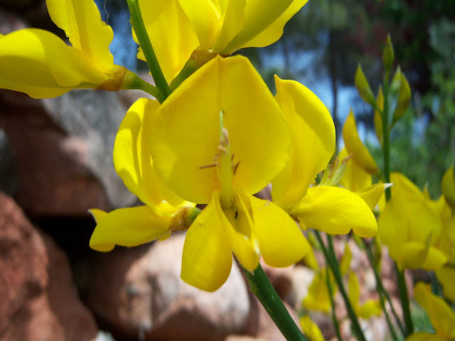 Flor de RETAMA - BOTÀNIC SERRAT