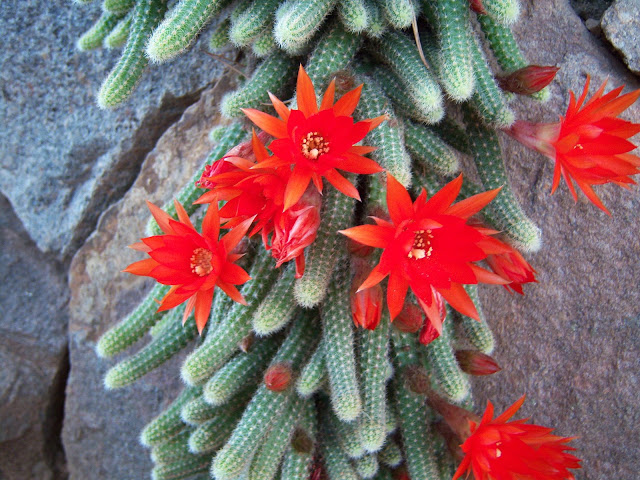 Flor de Cactus Cacahuete - BOTÀNIC SERRAT