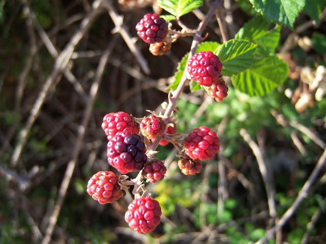 ZARZAMORA - BOTÀNIC SERRAT