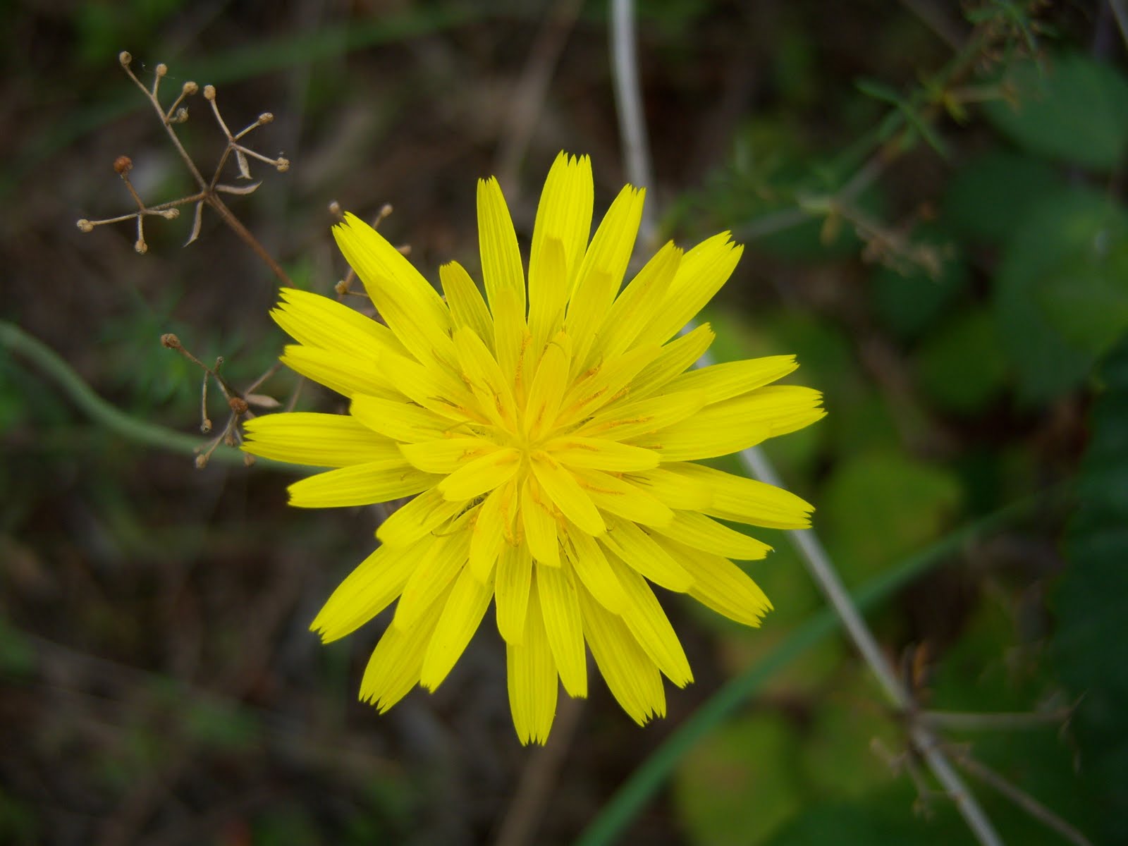 DIENTE DE LEON - BOTÀNIC SERRAT