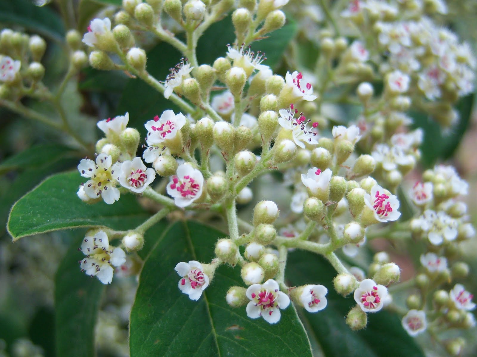 Flor de Cotoneaster - BOTÀNIC SERRAT