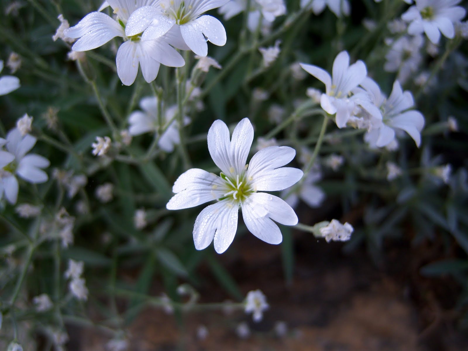 OREJA DE RATON - BOTÀNIC SERRAT
