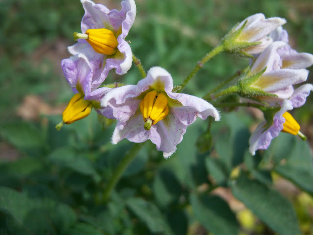 NATRE - BOTÀNIC SERRAT