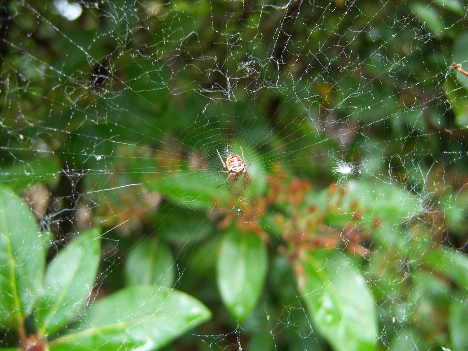 ARAÑA - BOTÀNIC SERRAT