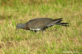 RÍA DE LA VILLA: Palomas torcaces