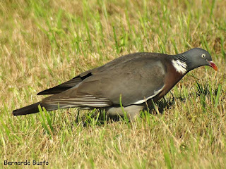 RÍA DE LA VILLA: Palomas torcaces