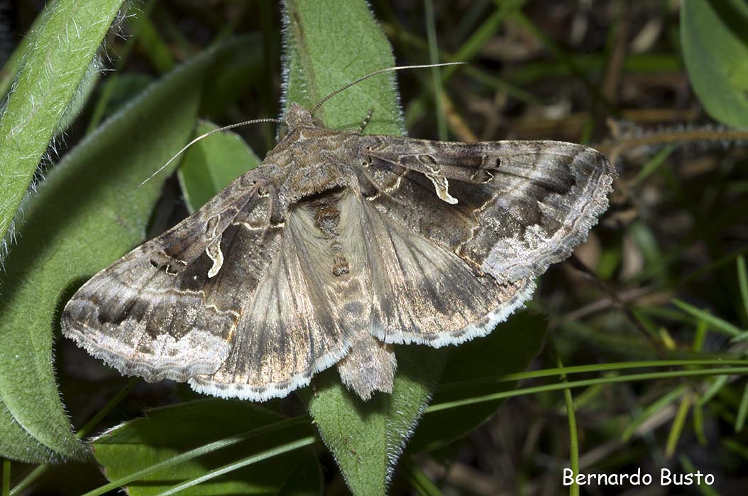 RÍA DE LA VILLA: Plusia gamma