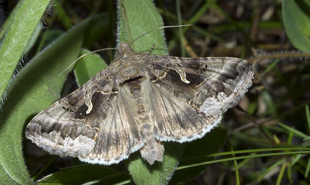 RÍA DE LA VILLA: Plusia gamma