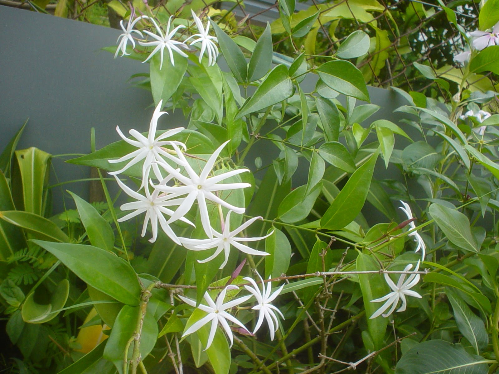 Little Green Villa: myat lay jasmine