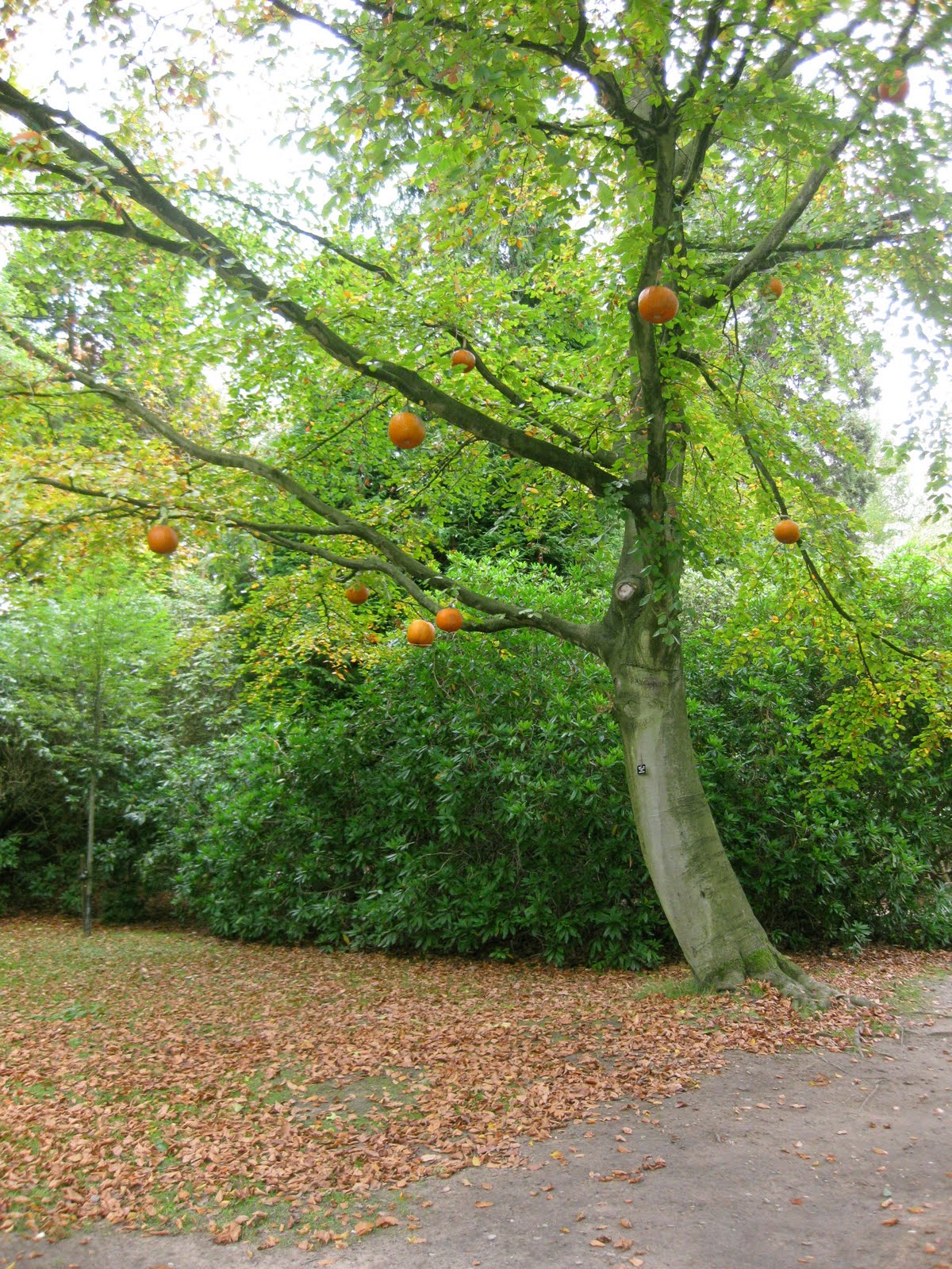 Tatton Park: The Pumpkin Tree