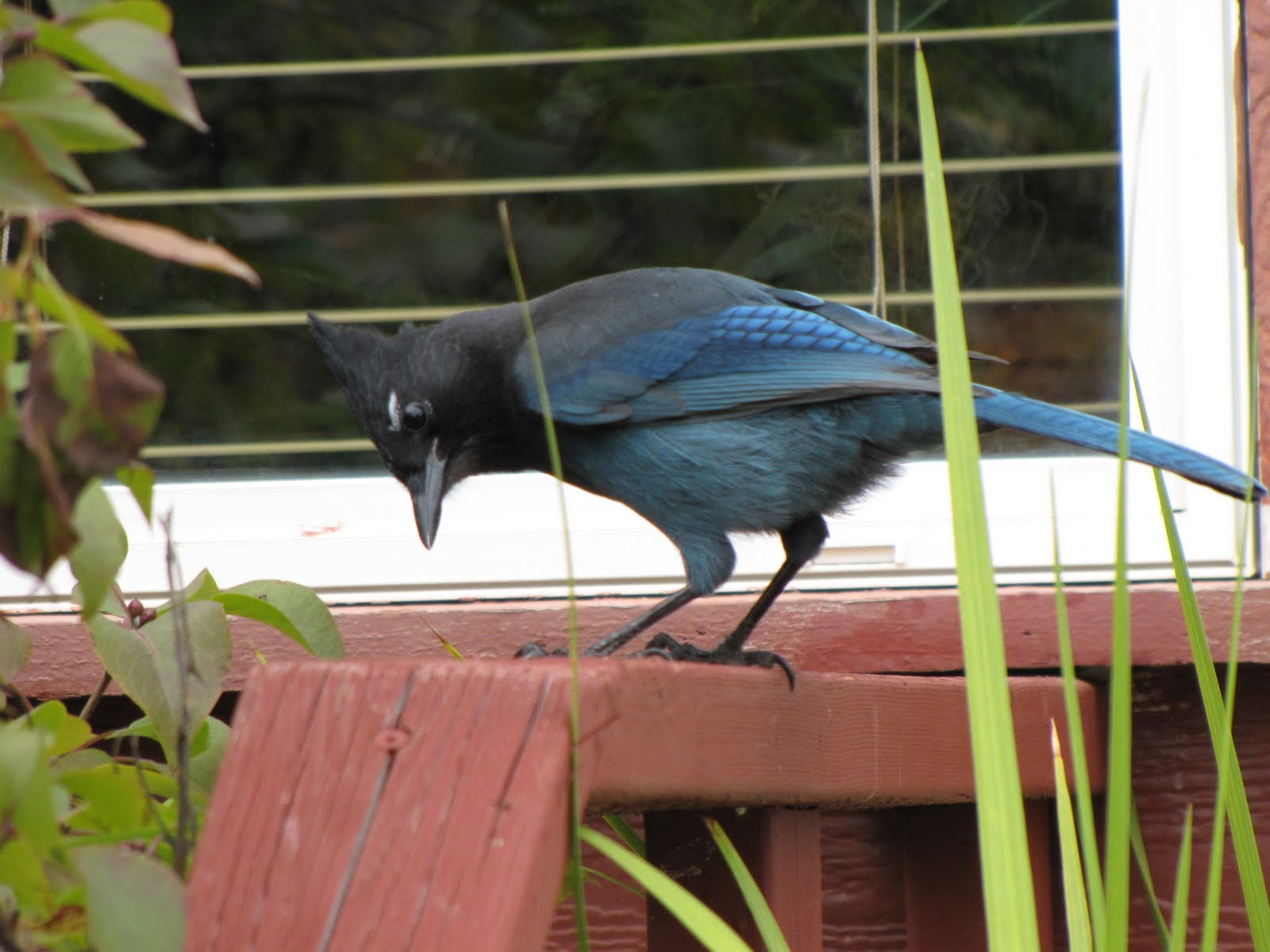 Kat's Chronicles: 100924 Yoho National Park & Eagle's Eye