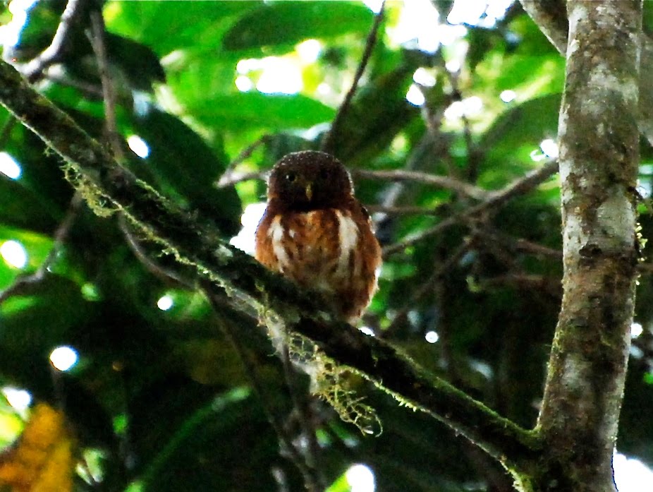 Cloud Forest: Cloud Forest Pygmy Owl
