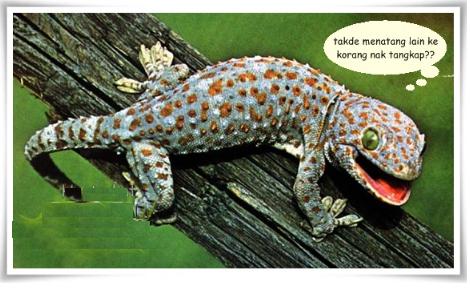 My Life: Cicak tokek @ Gecko...