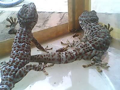 My Life: Cicak tokek @ Gecko...