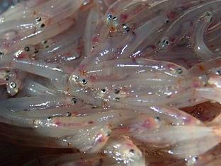 Les titiris en accras