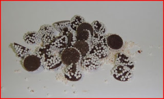 Great American Daily Candy Bar for a Year New Years Resolution: Nestle ...