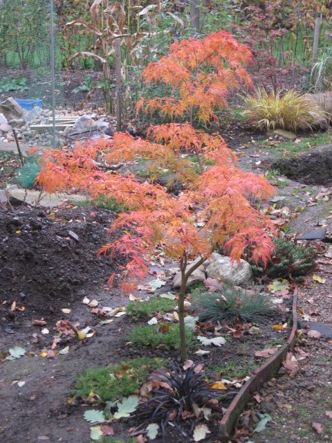 Nutty Gnome: Acer, Acer Baby!