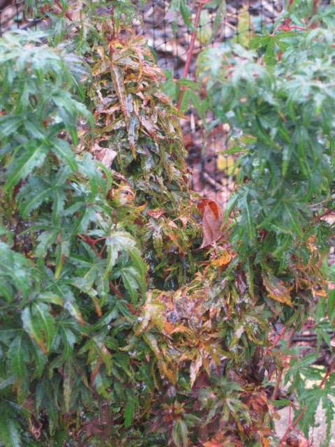 Nutty Gnome: Acer, Acer Baby!