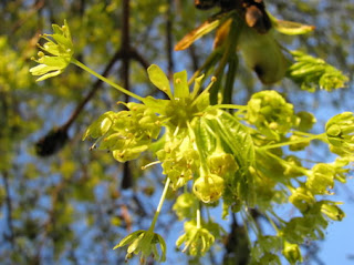 Life Solutions: Natural Ways to Combat Spring Allergies