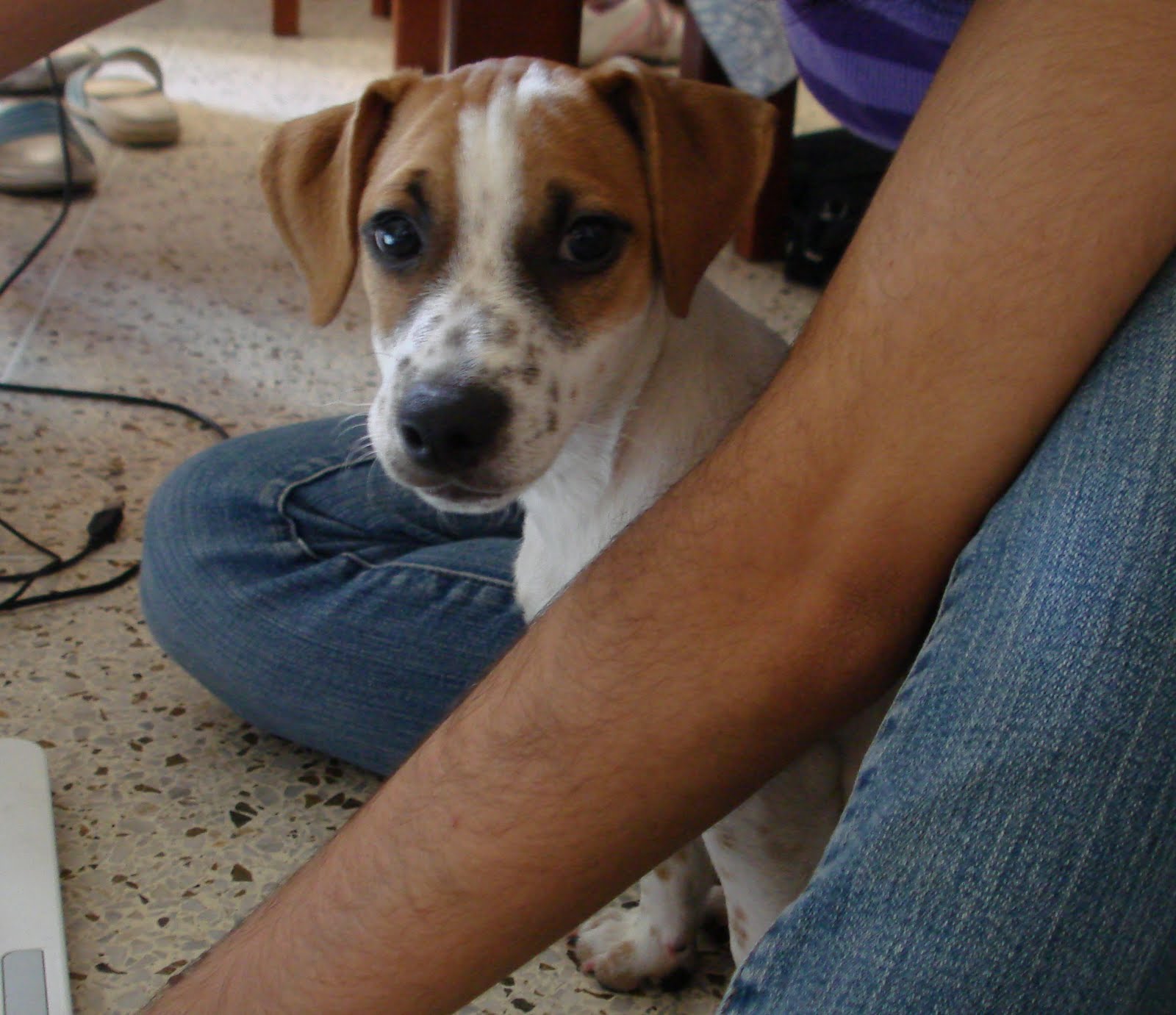 Aerogaby: Entrevista a Tony el Terrier, mi nuevo perrito