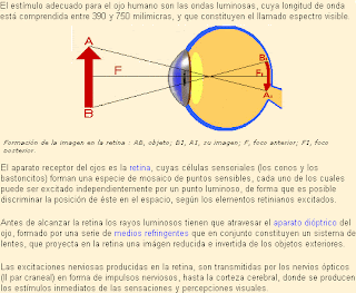 MORFOLOGIA DEL OJO: FISIOLOGIA DEL OJO