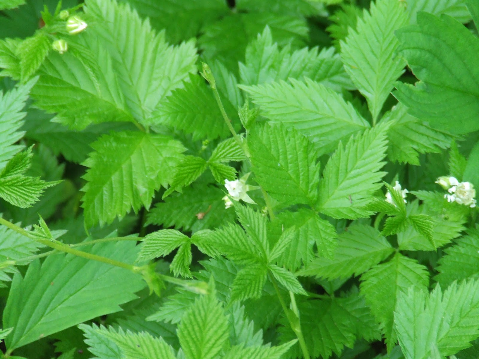 Le Blogue à Zonzon : Catherinette, catalinette (catherine)