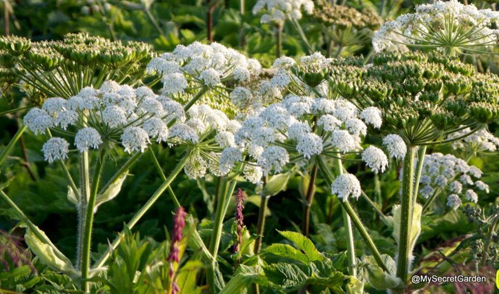 MySecretGarden: Cow Parsnip