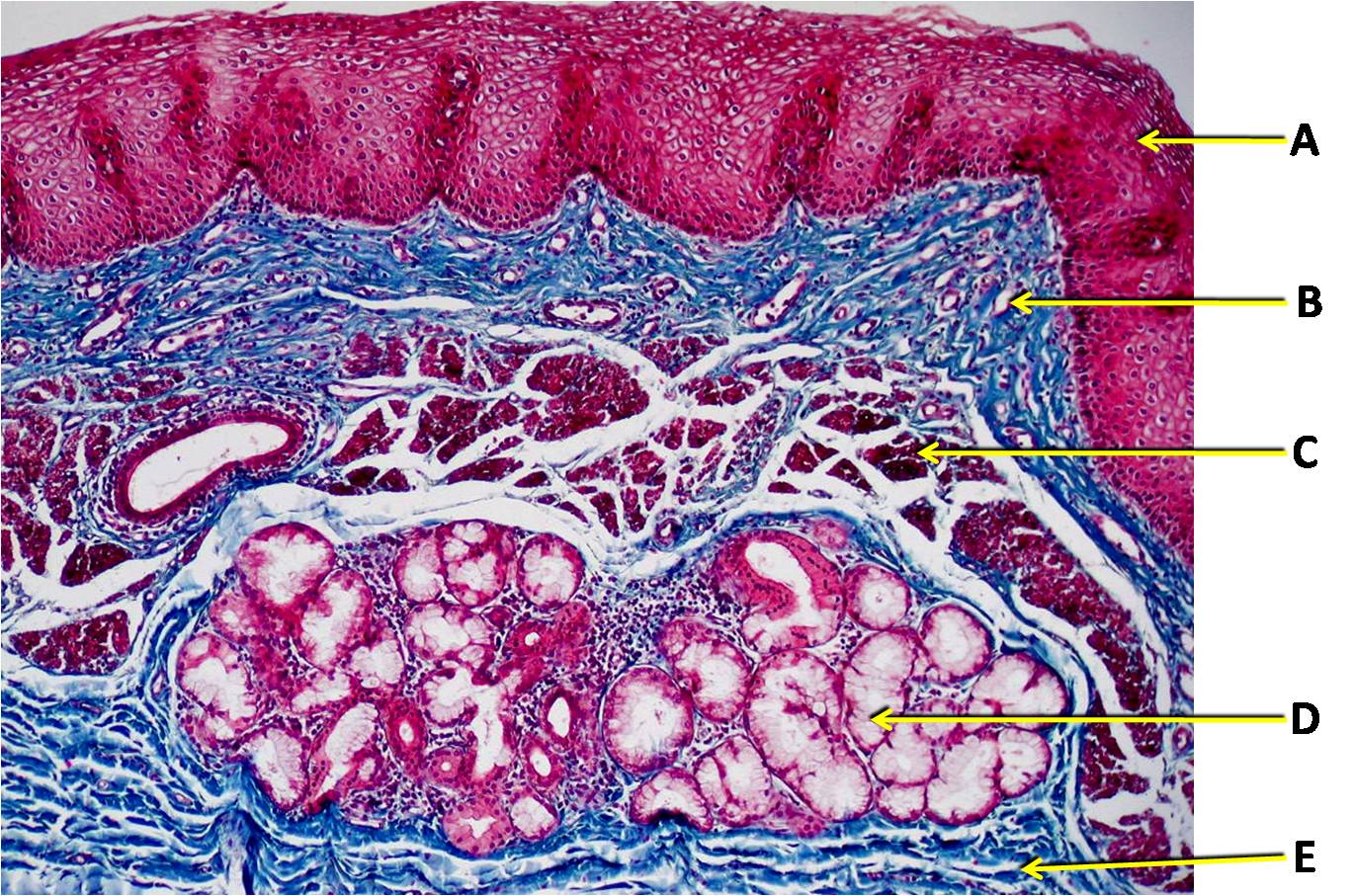 SOS BIOLOGIA CELULAR Y TISULAR: DIGESTIVO. ESOFAGO