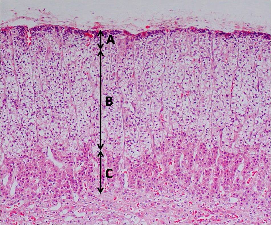 SOS BIOLOGIA CELULAR Y TISULAR: ENDOCRINO. SUPRARRENAL