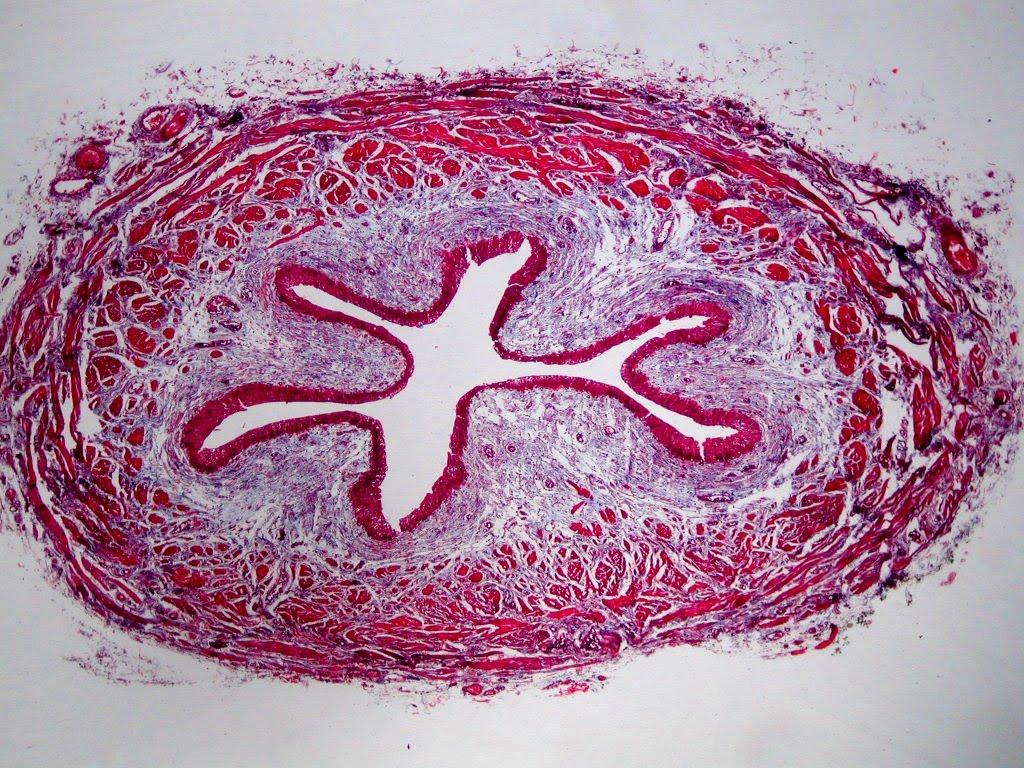 SOS BIOLOGIA CELULAR Y TISULAR: URINARIO