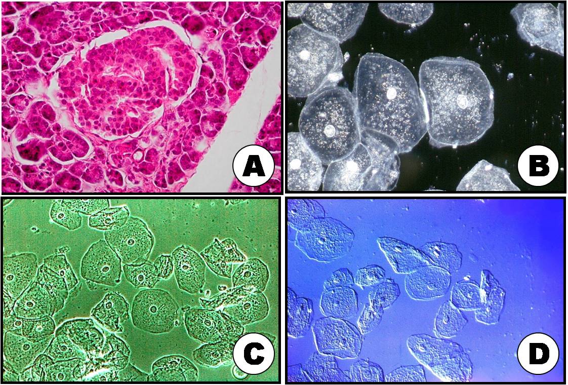 SOS BIOLOGIA CELULAR Y TISULAR: REPASO DEL PRACTICO FINAL. MICROSCOPIA ...