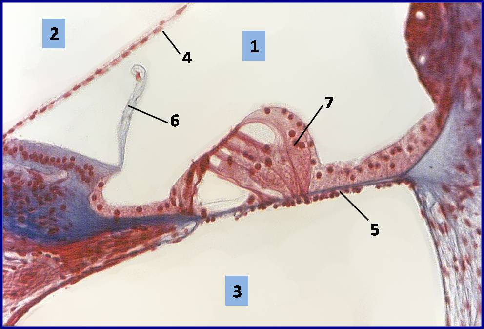 SOS BIOLOGIA CELULAR Y TISULAR: OIDO. Histology of the ear