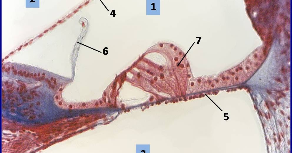 Tuba Auditiva In English at Isabel Spiegel blog