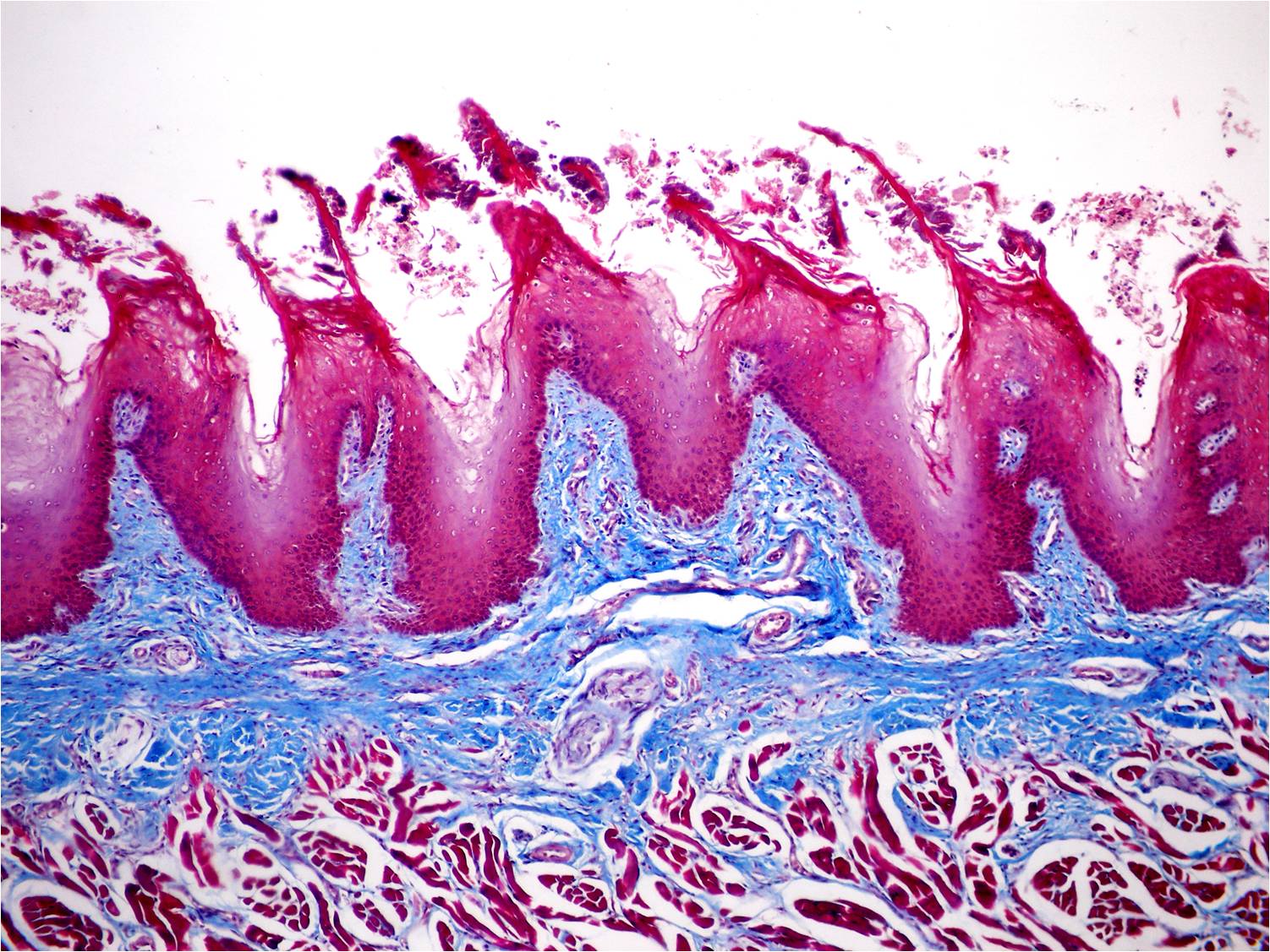 SOS BIOLOGIA CELULAR Y TISULAR: TECNICA HISTOLOGICA 7