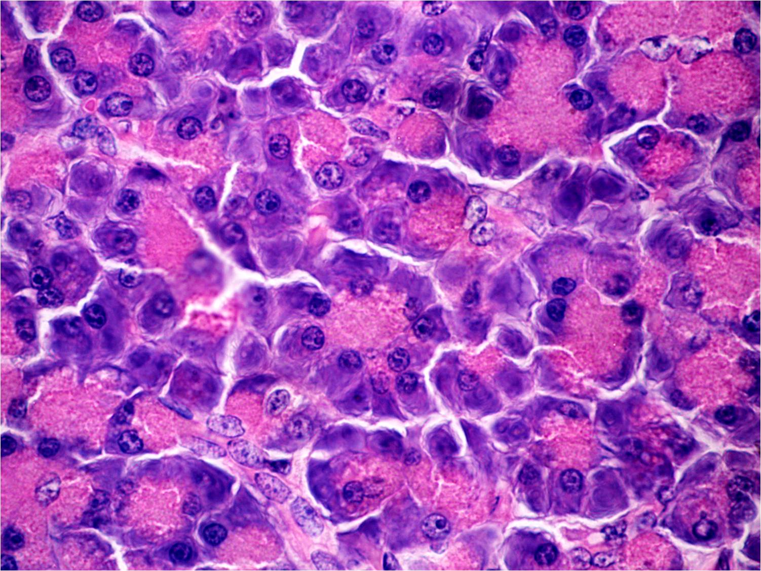 SOS BIOLOGIA CELULAR Y TISULAR: TECNICA HISTOLOGICA 9