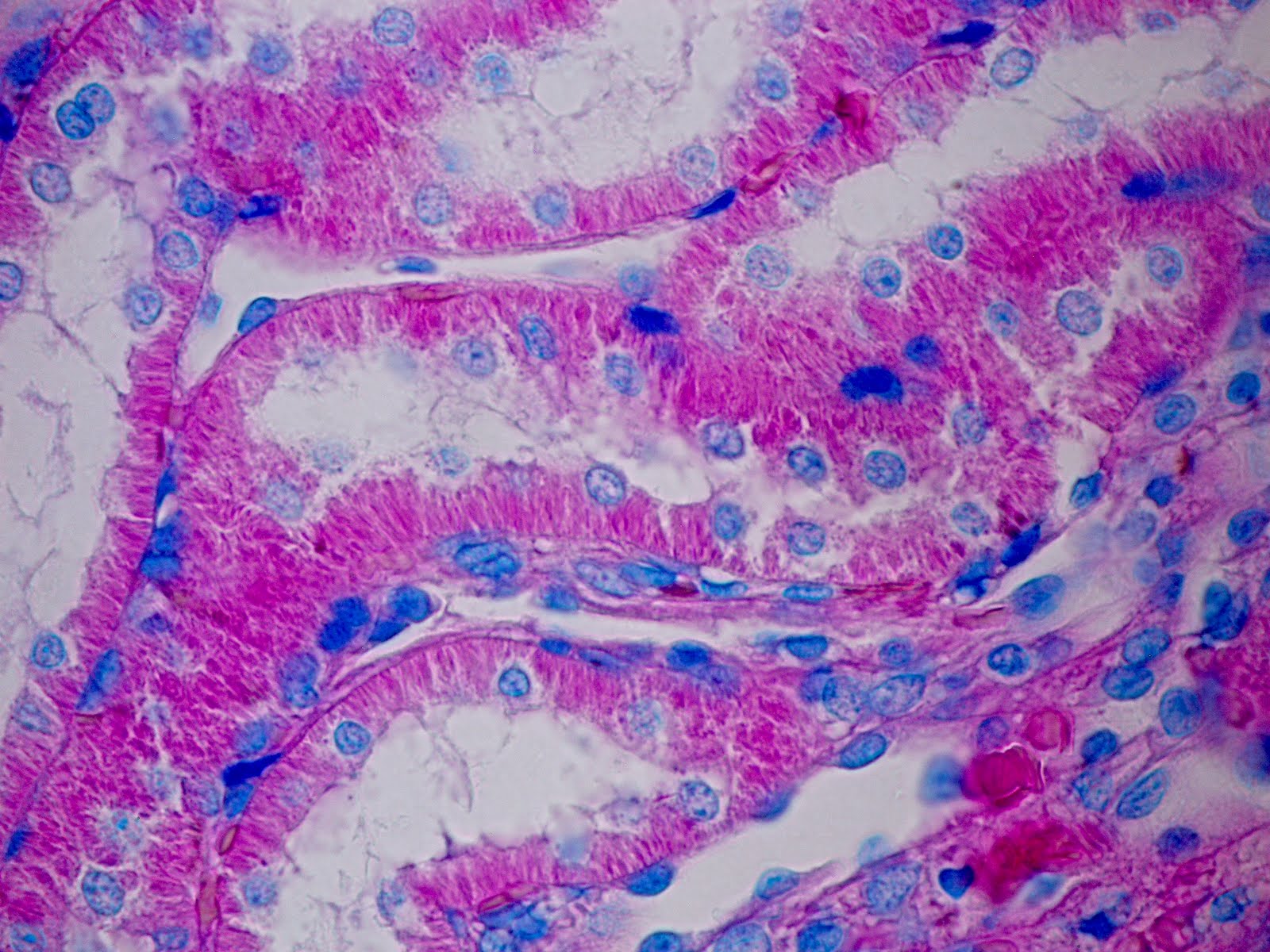 SOS BIOLOGIA CELULAR Y TISULAR: BIOLOGIA CELULAR. ORGANITOS 6