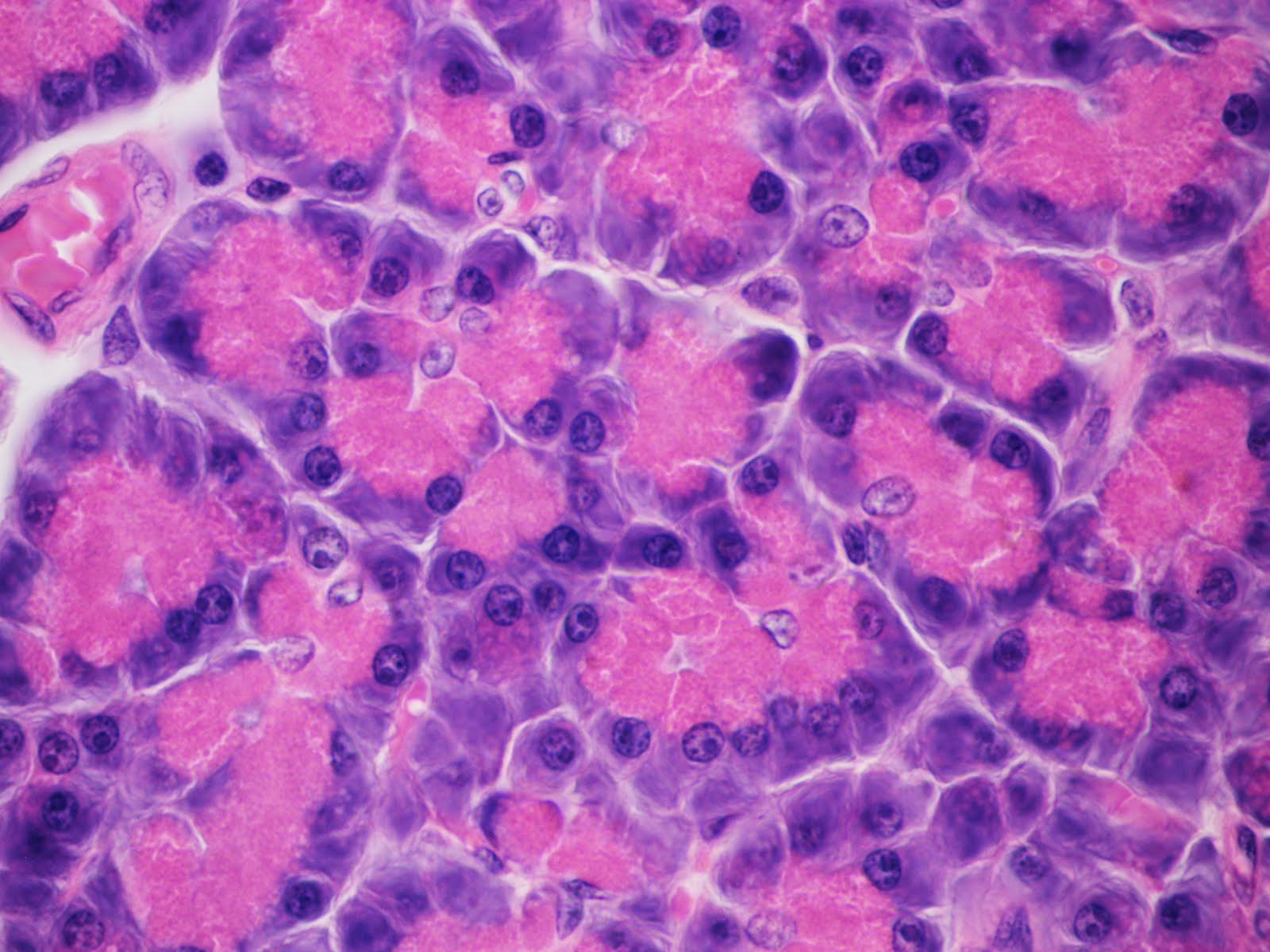 SOS BIOLOGIA CELULAR Y TISULAR: BIOLOGIA CELULAR. ORGANITOS 1