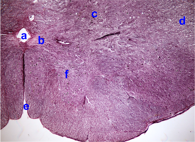 SOS BIOLOGIA CELULAR Y TISULAR: TEJIDO NERVIOSO. MEDULA ESPINAL SOS BIOLOGIA CELULAR Y TISULAR: TEJIDO NERVIOSO. MEDULA ESPINAL