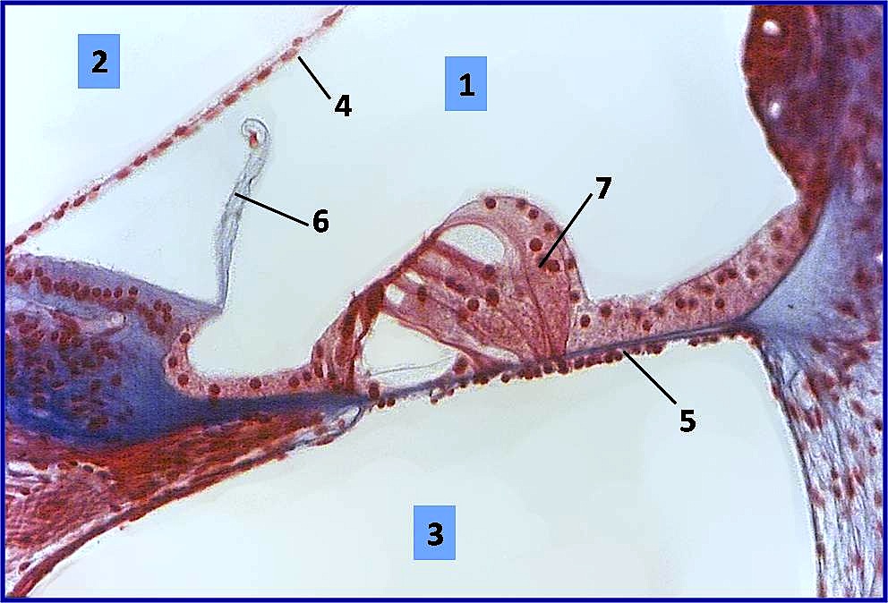 SOS BIOLOGIA CELULAR Y TISULAR: HISTOLOGIA DEL OIDO. COCLEA