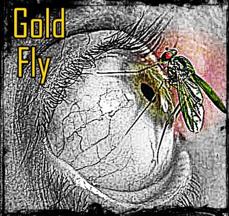 GoldFly