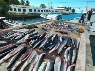 SHARK TALK: Stealing the Future - Commercial Fishing in Palau, Micronesia