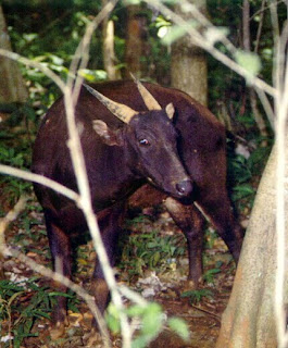 Sulawesi Anoa Animal ~ javatour-visitindonesia